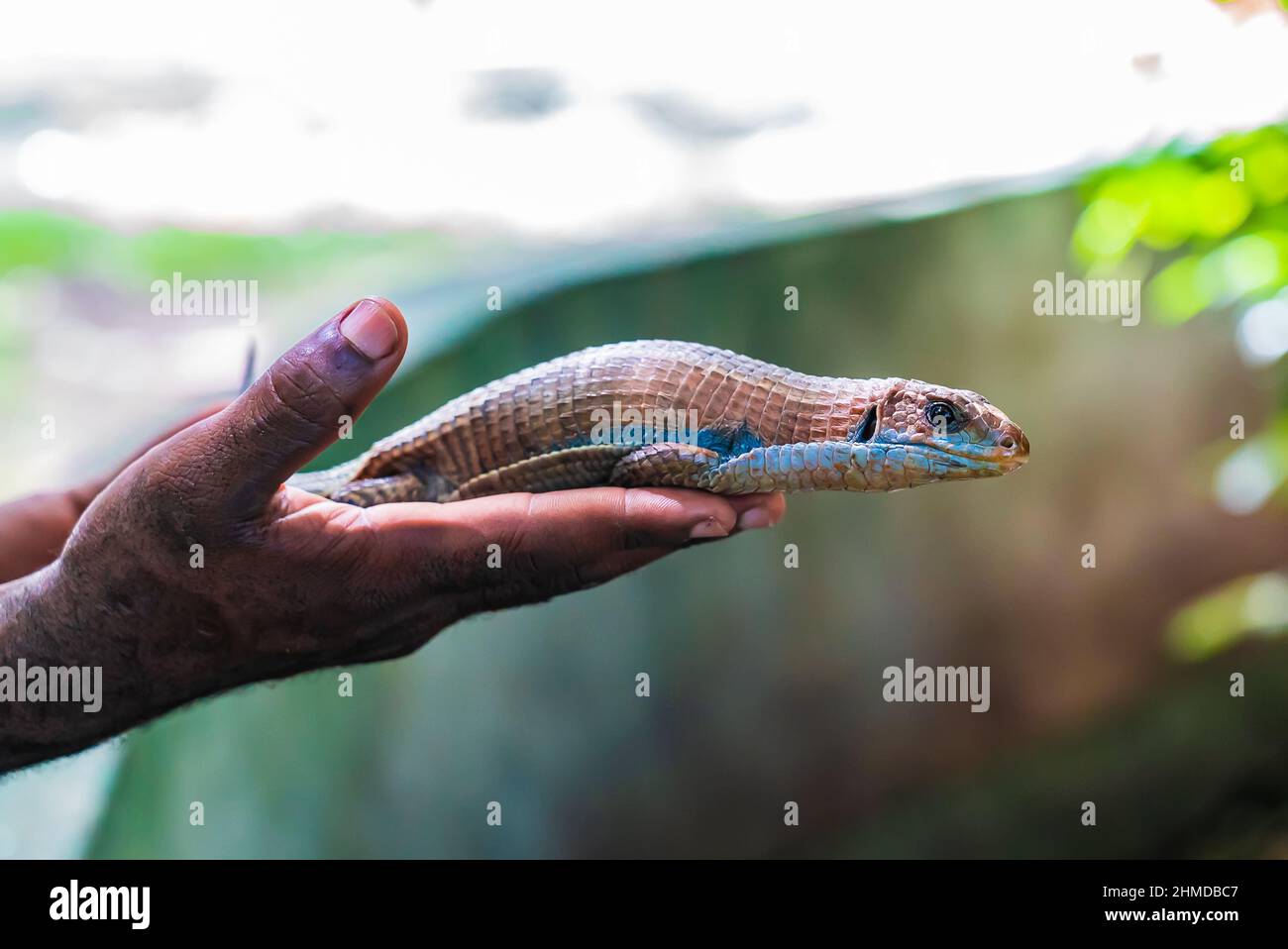 Lizard in the hands of man. Zanzibar, Tanzania Stock Photo - Alamy