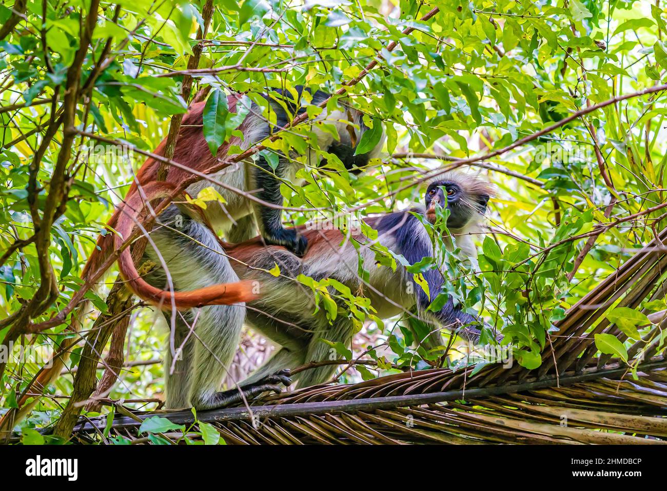 Photo of Red Colobus monkey copulating on the branch. Zanzibar, Tanzania. Piliocolobus ...