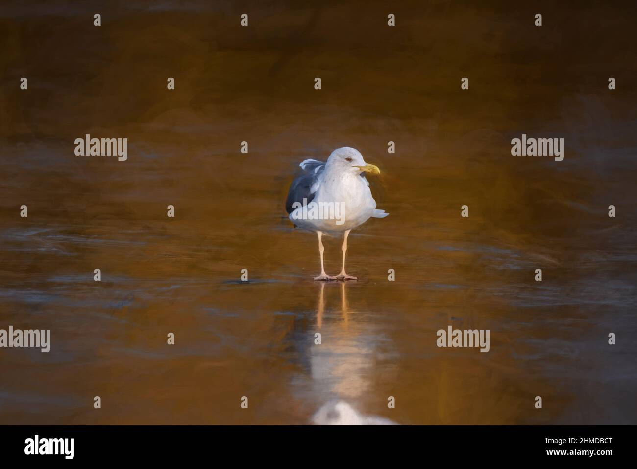 Uk sea bird painting hi-res stock photography and images - Alamy