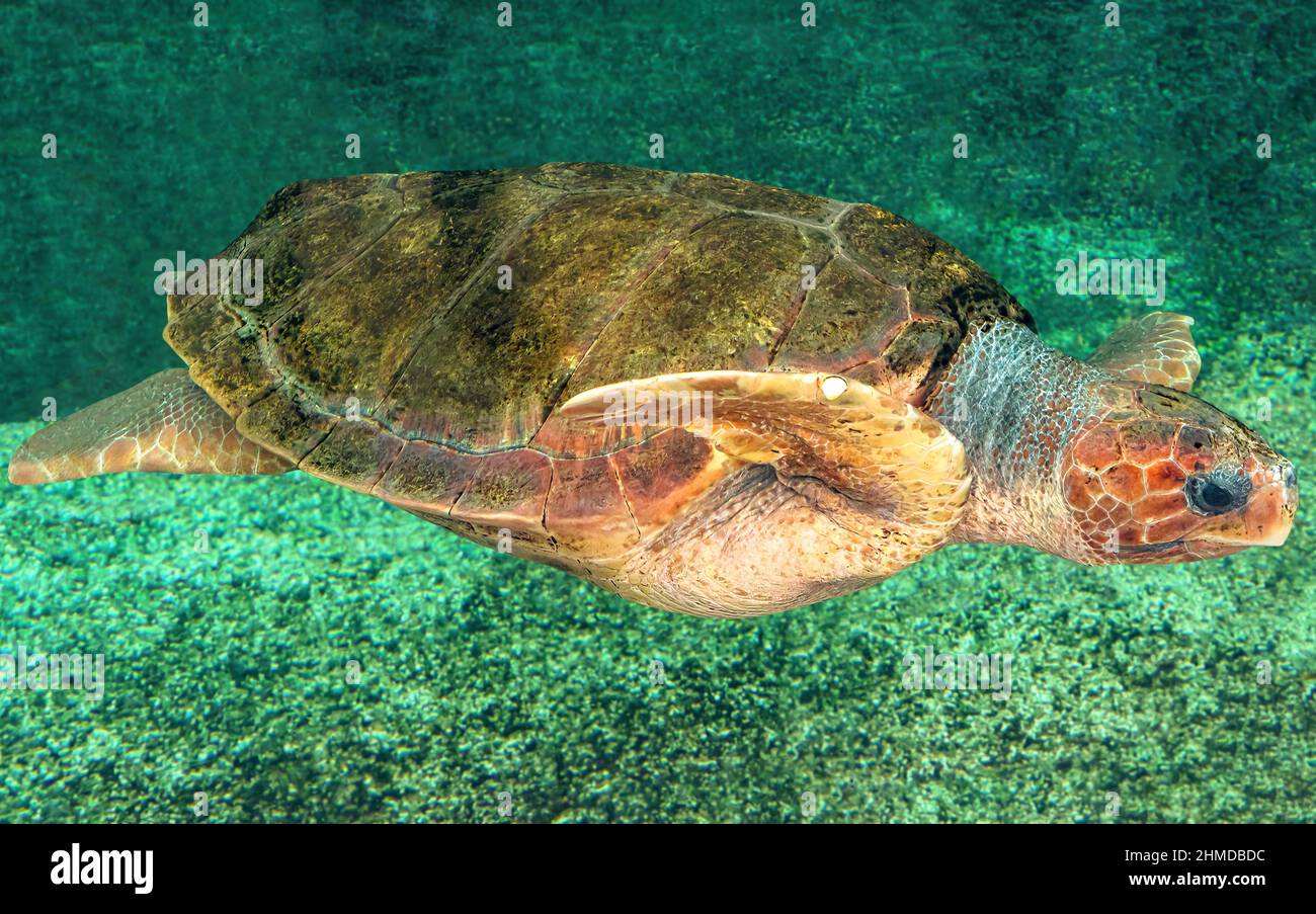 Chelonioidea family hi-res stock photography and images - Alamy