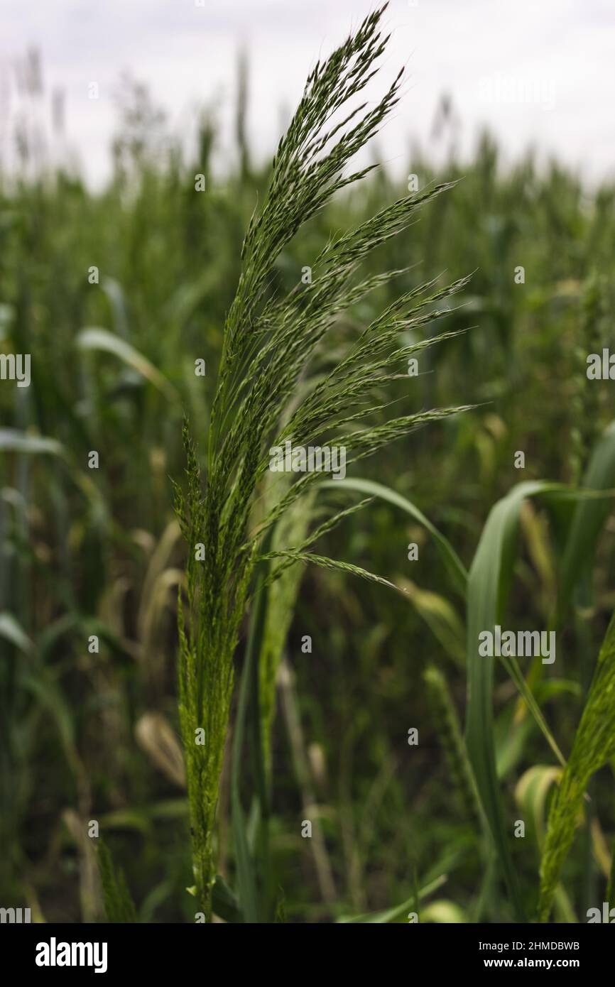 Close-up of millet in a field under sunlight. Growing millet Stock ...
