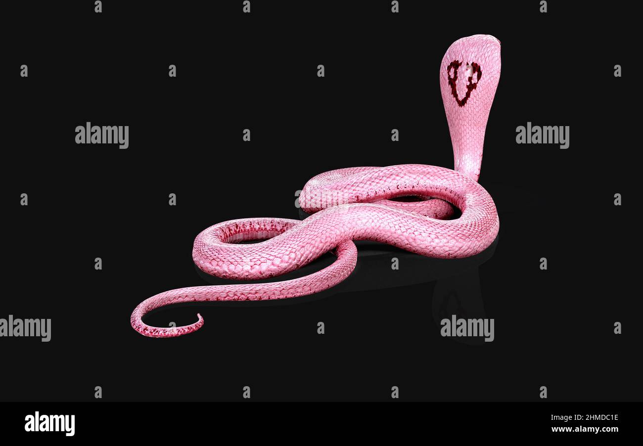 3d Illustration of Albino king cobra snake isolated on black background ...
