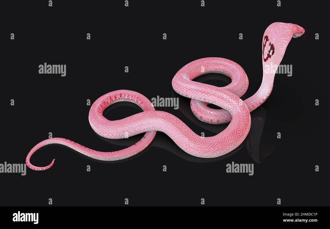 Pink Albino Snake White Snake Resting On A Pink Background 65661148