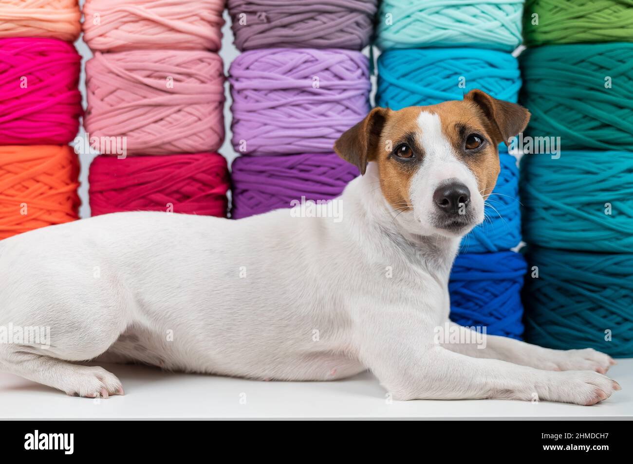Jack russell terrier dog near multi-colored cotton yarn. The assortment ...