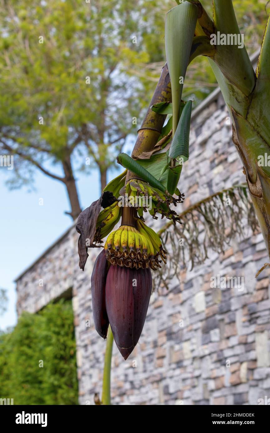Banana trees are bearing fruit. Close-up bunch of still unripe green ...