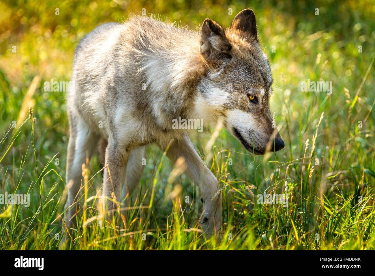 Cute young wolf in a summer meadow Stock Photo - Alamy