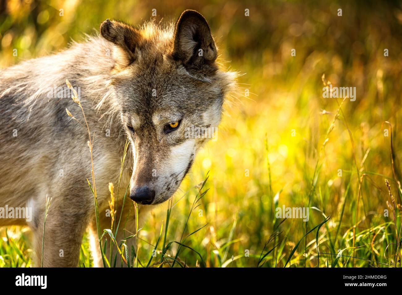 Cute young wolf in a summer meadow Stock Photo - Alamy