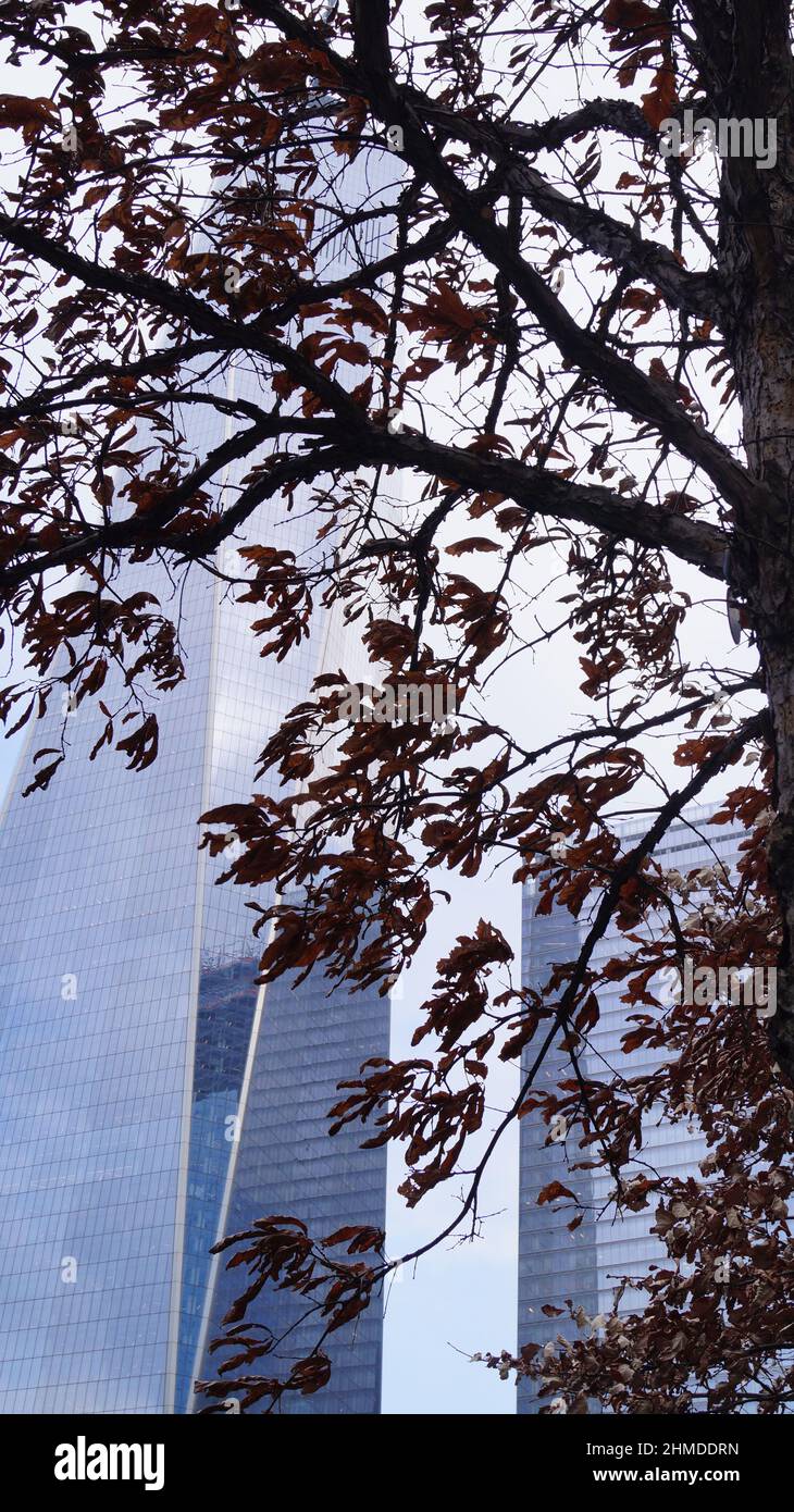 One World Trade Center from 9/11 Memorial Pools Stock Photo - Alamy