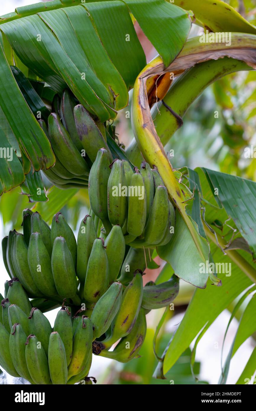 Mini banana tree hi-res stock photography and images - Alamy