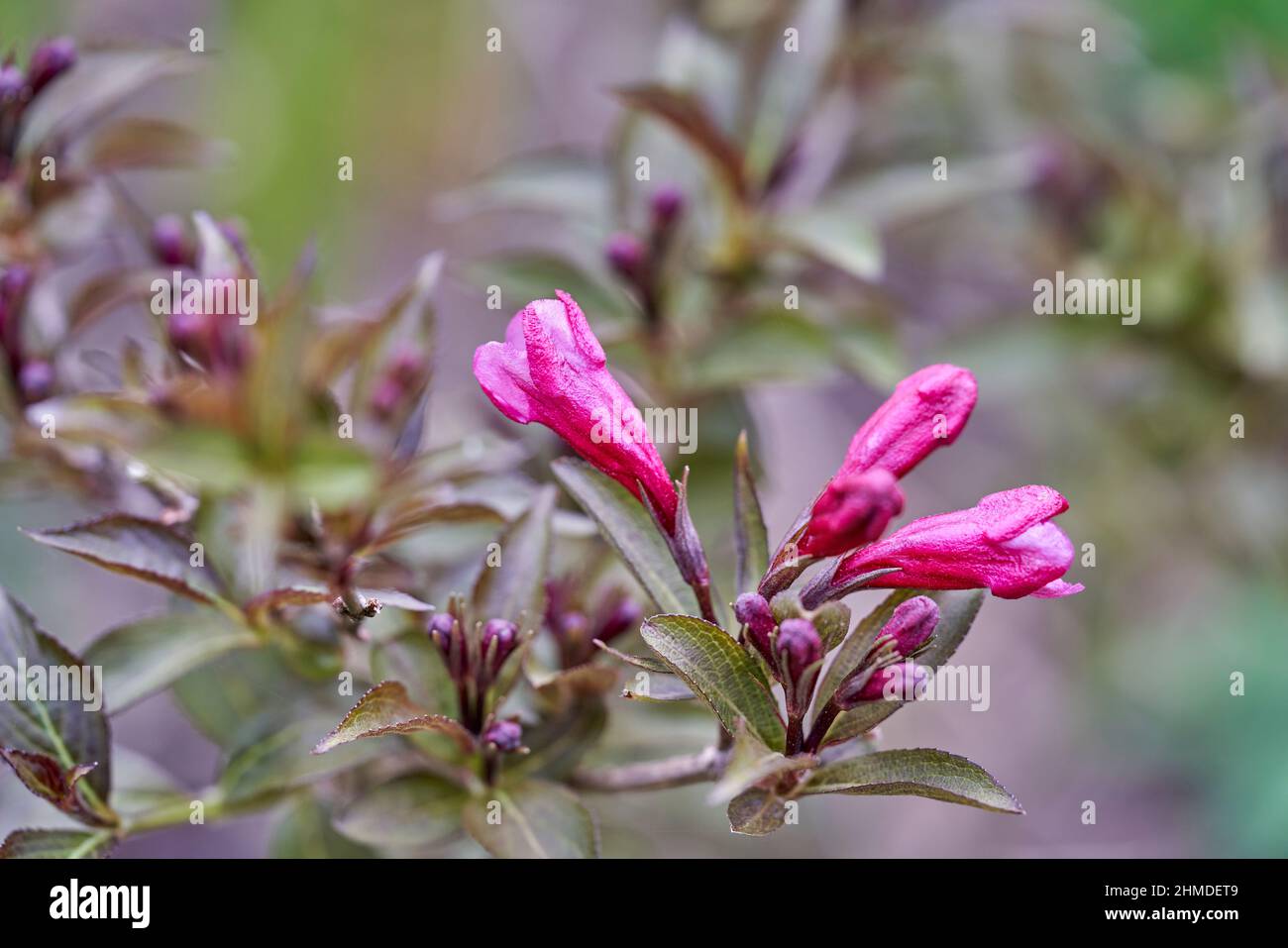Pink flowers and buds of bronze-leafed shrub Weigela florida 'Purpurea ...