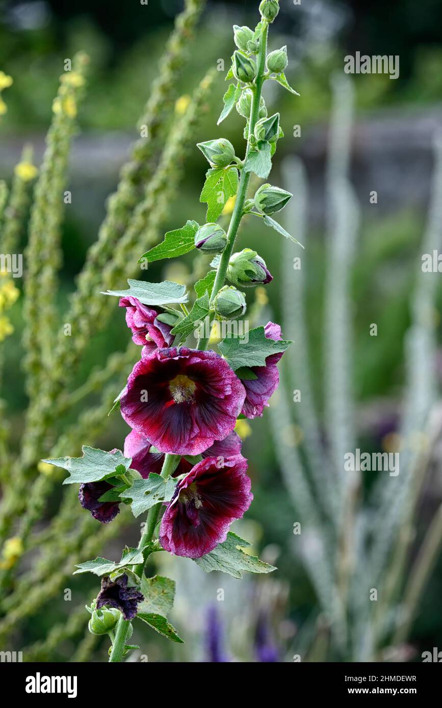 Alcea rosea Halo Cerise,Halo Series,Hollyhock Halo Cerise,hollyhocks ...