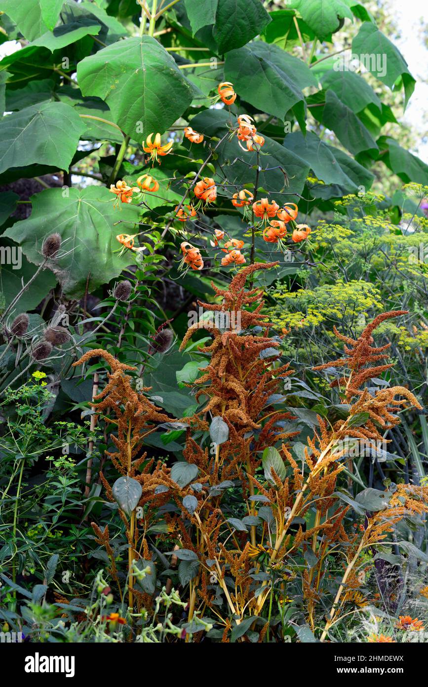 Amaranthus cruentus Golden Giant,prince's feather Golden Giant, lilium ...