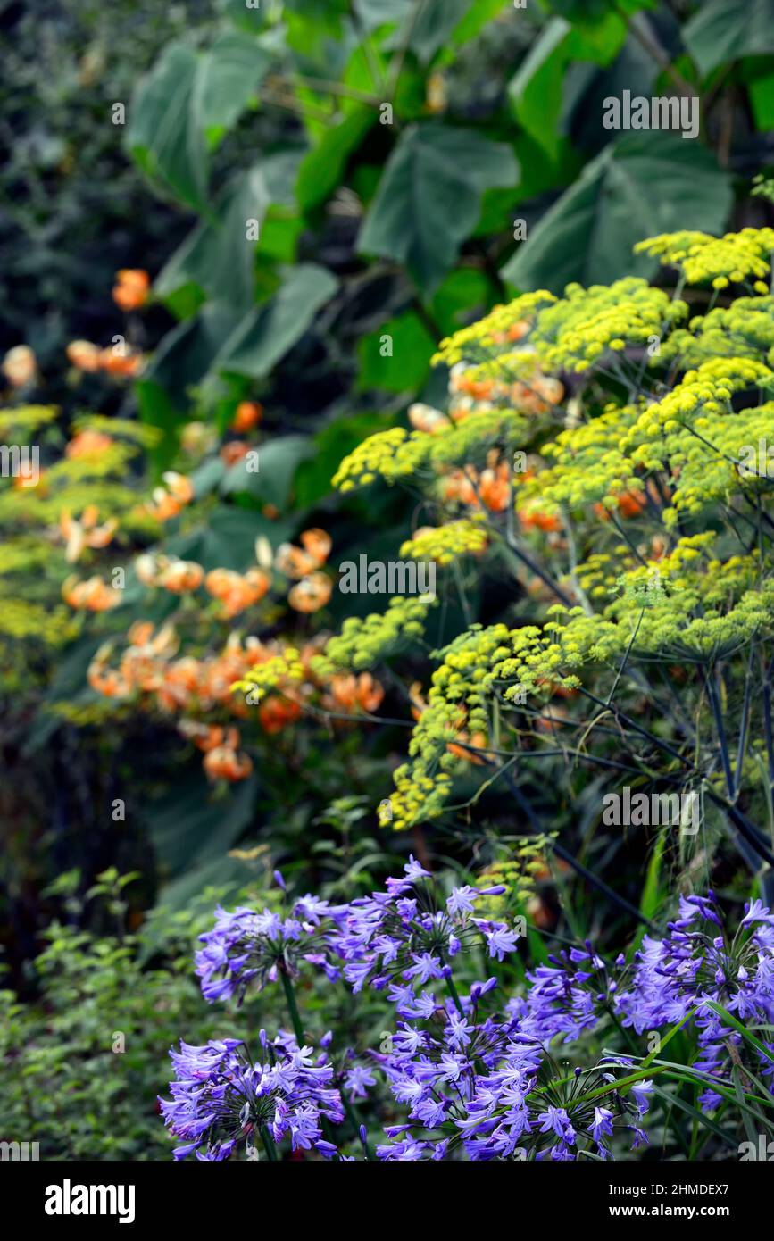 agapanthus,blue flowers,,foeniculum vulgare purpureum,purple,fennel ...