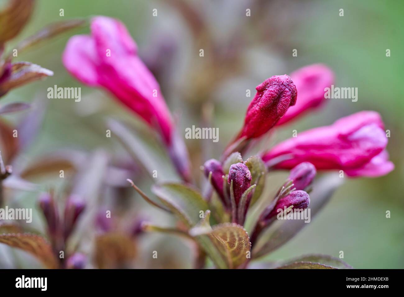 Pink flowers and buds of bronze-leafed shrub Weigela florida 'Purpurea ...