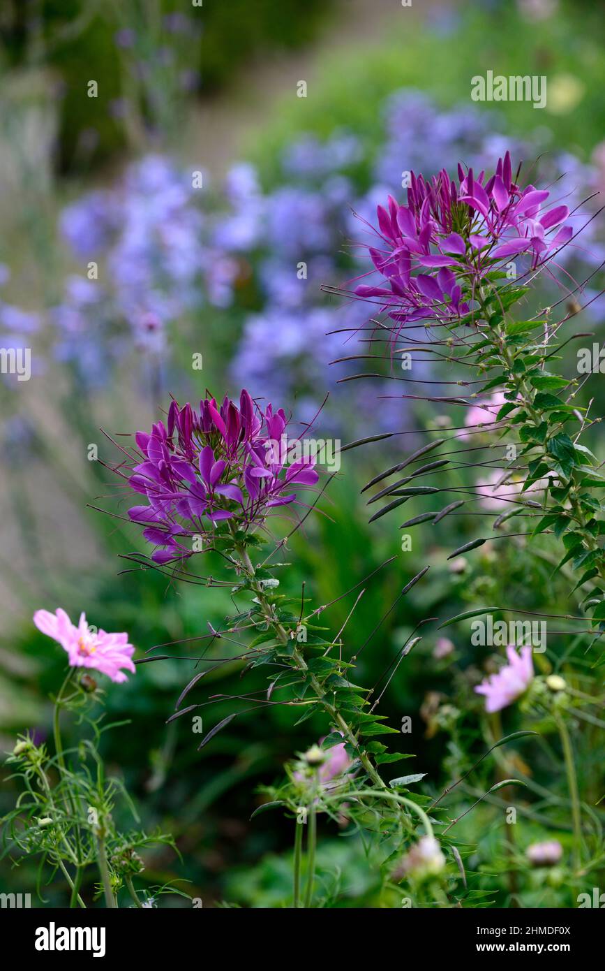 Cleome hassleriana violet queen’ hi-res stock photography and images ...