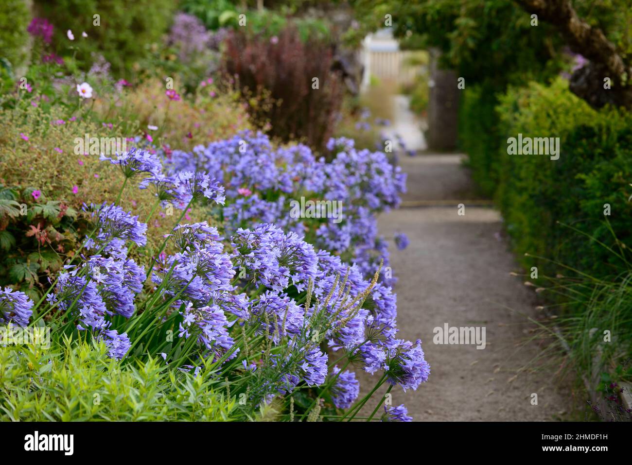 agapanthus,blue flowers,,cosmos,flowers, flowers, flowering, mix, mixed ...