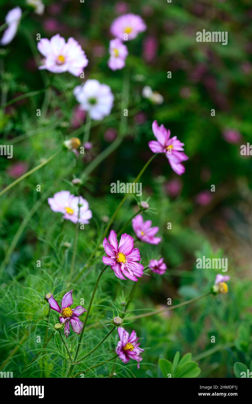 Cosmos bipinnatus rose picotee hi-res stock photography and images - Alamy