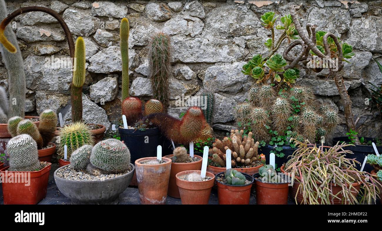 cacti,cactus,cactus display,cacti displays,unusual display,small pot ...