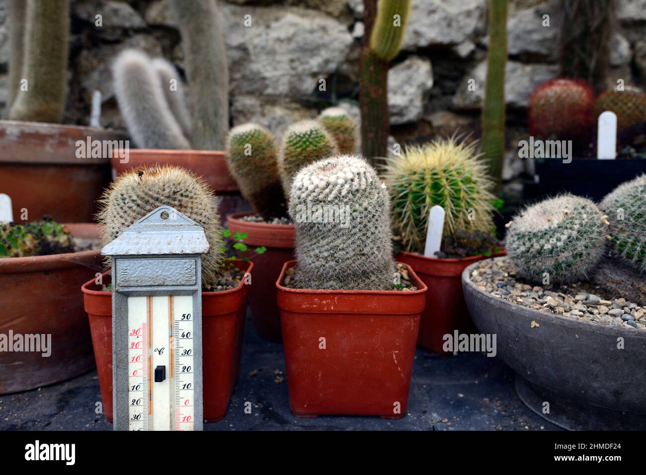 cacti,cactus,cactus display,cacti displays,unusual display,small pot ...