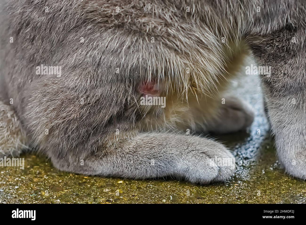 Pet tabby cat hi-res stock photography and images - Alamy
