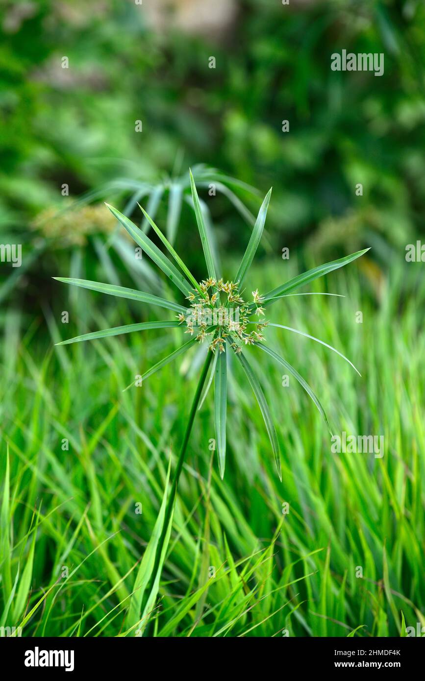 Cyperus papyrus, papyrus,papyrus sedge,paper reed,Indian matting plant ...