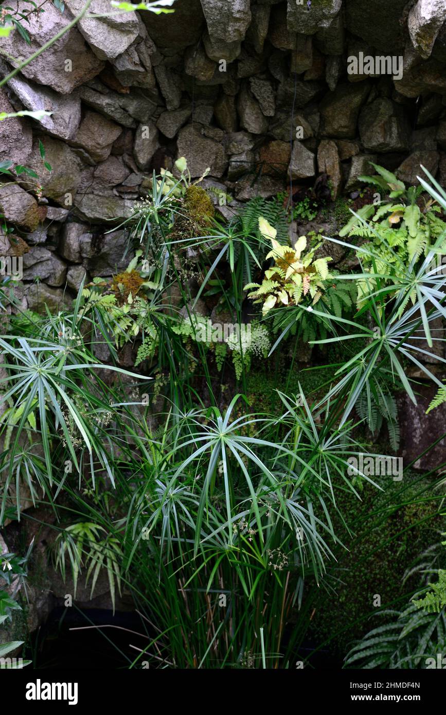 Cyperus papyrus, papyrus,papyrus sedge,paper reed,Indian matting plant ...