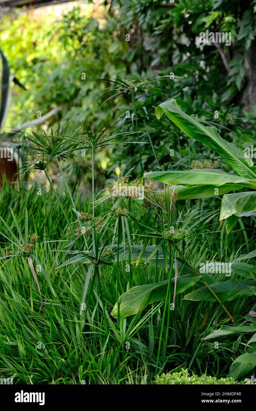Cyperus papyrus, papyrus,papyrus sedge,paper reed,Indian matting plant ...