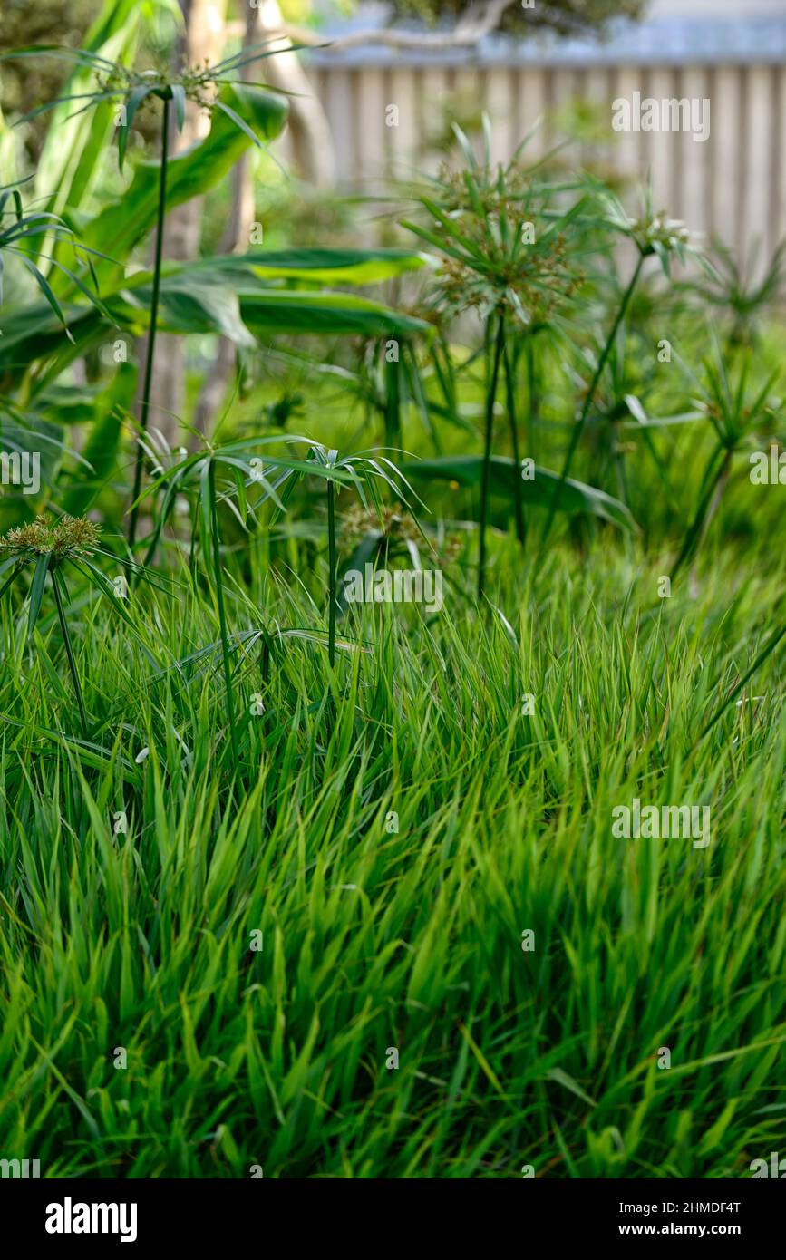 Cyperus papyrus, papyrus,papyrus sedge,paper reed,Indian matting plant ...