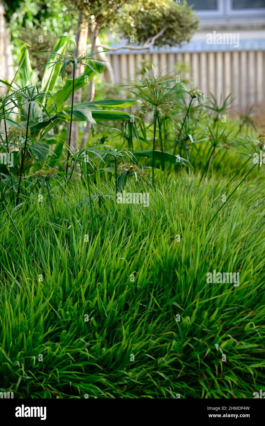 Cyperus papyrus, papyrus,papyrus sedge,paper reed,Indian matting plant ...