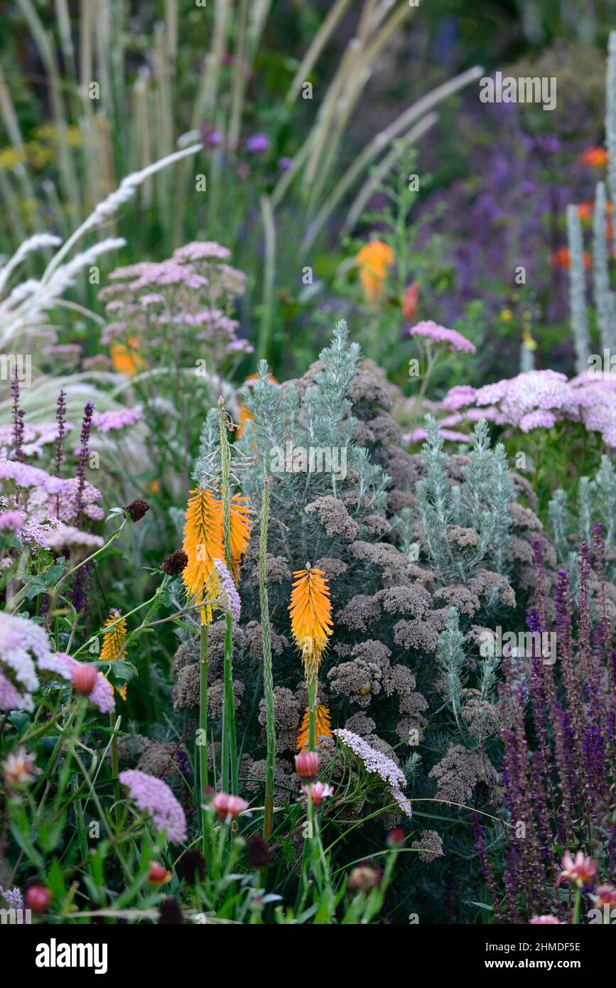 Crocosmia and umbellifer hi-res stock photography and images - Alamy