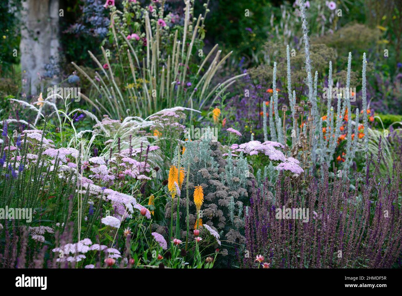 kniphofia,red hot poker,achillea,yarrow,salvia,Verbascum, alcea halo ...