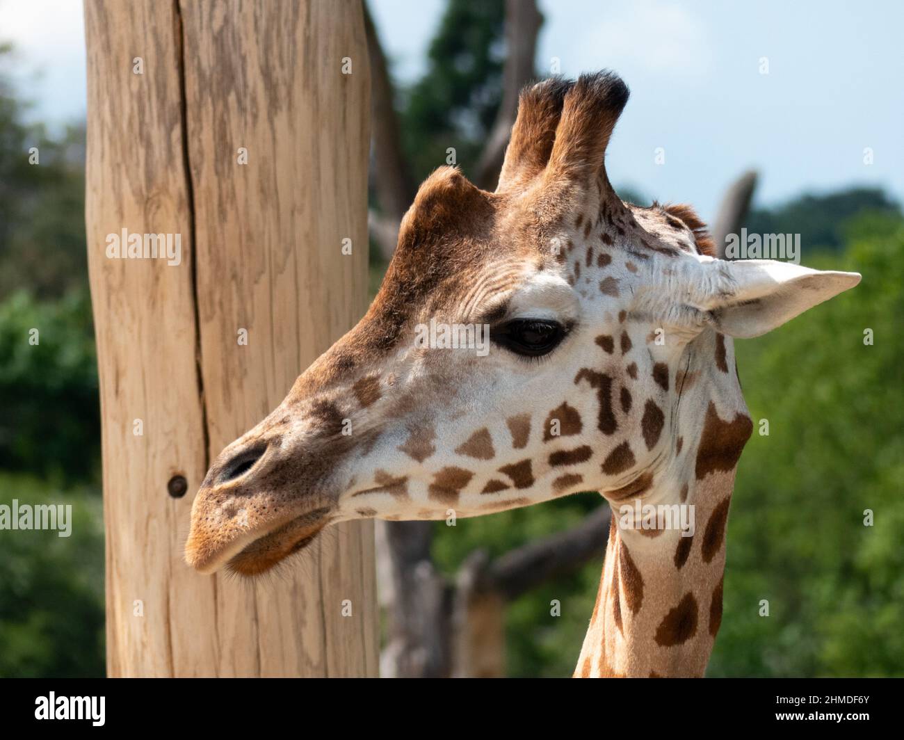 Giraffe while feeding Stock Photo - Alamy