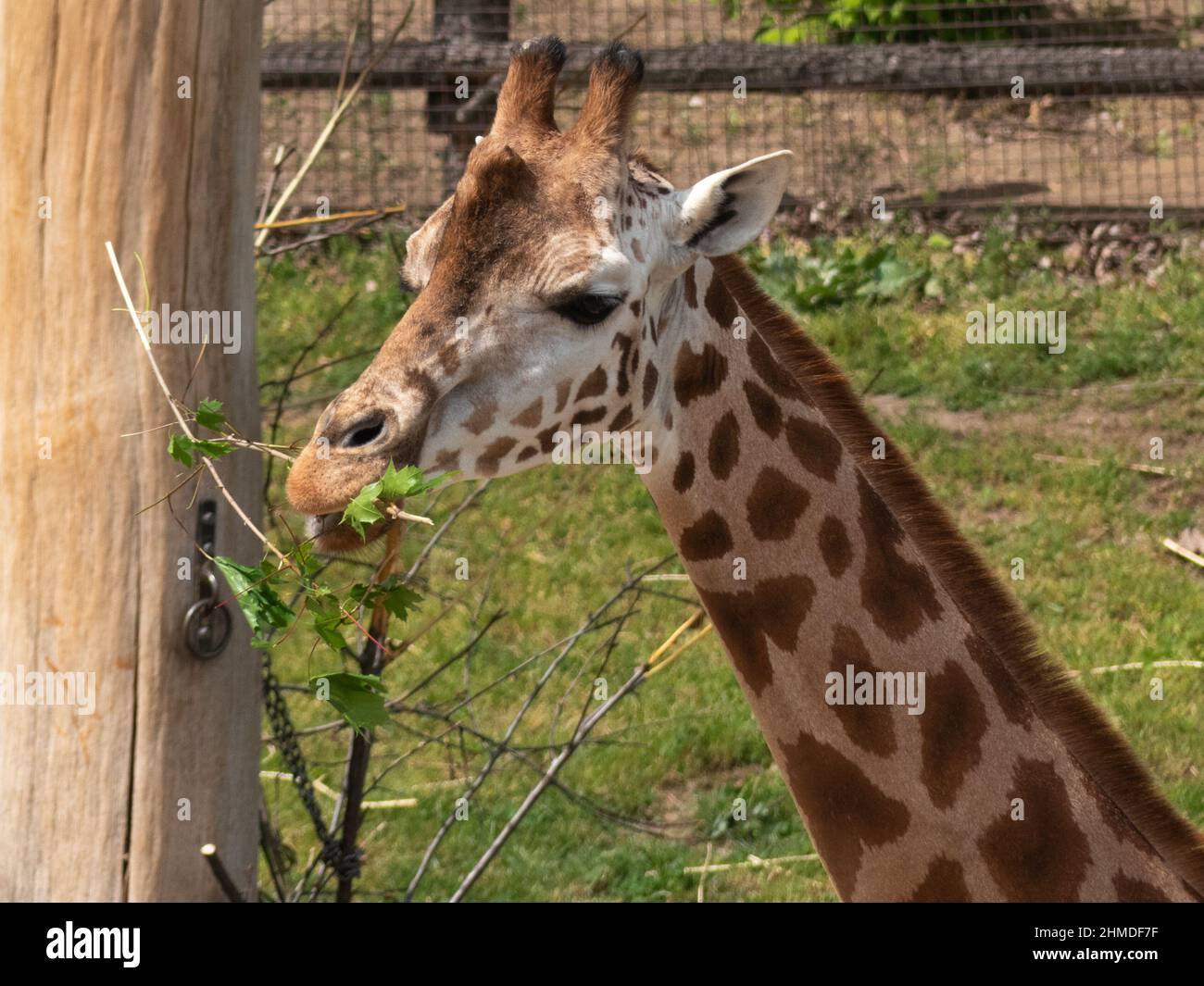 Giraffe while feeding Stock Photo - Alamy