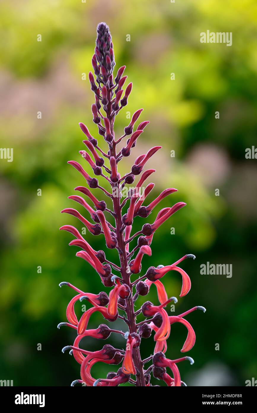 Lobelia tupa,Devil's tobacco flower,red,flowers,flowering,spike,spire ...