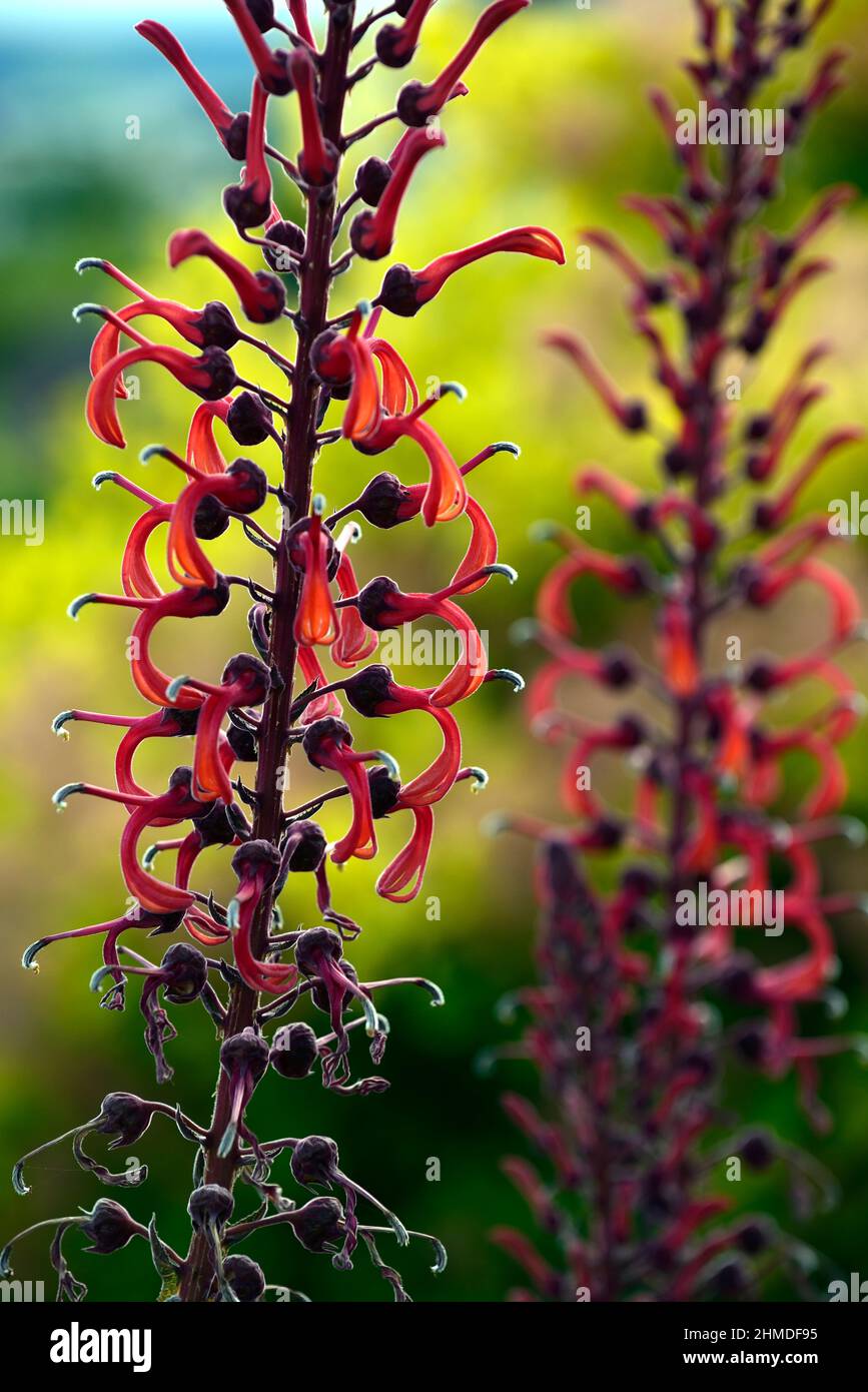 Lobelia tupa,Devil's tobacco flower,red,flowers,flowering,spike,spire ...
