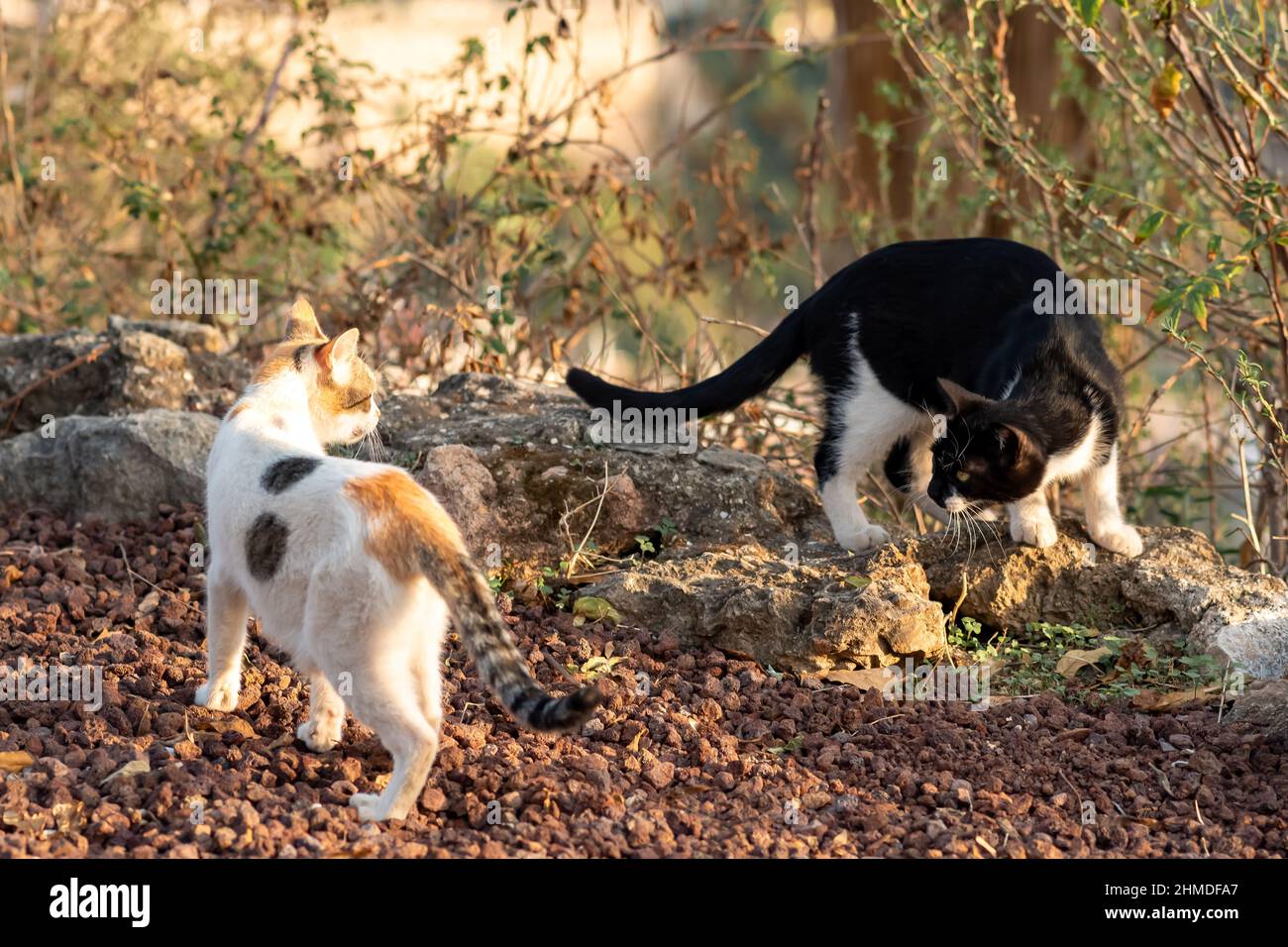 two stray cats look at each other warily when they meet outdoor Stock ...