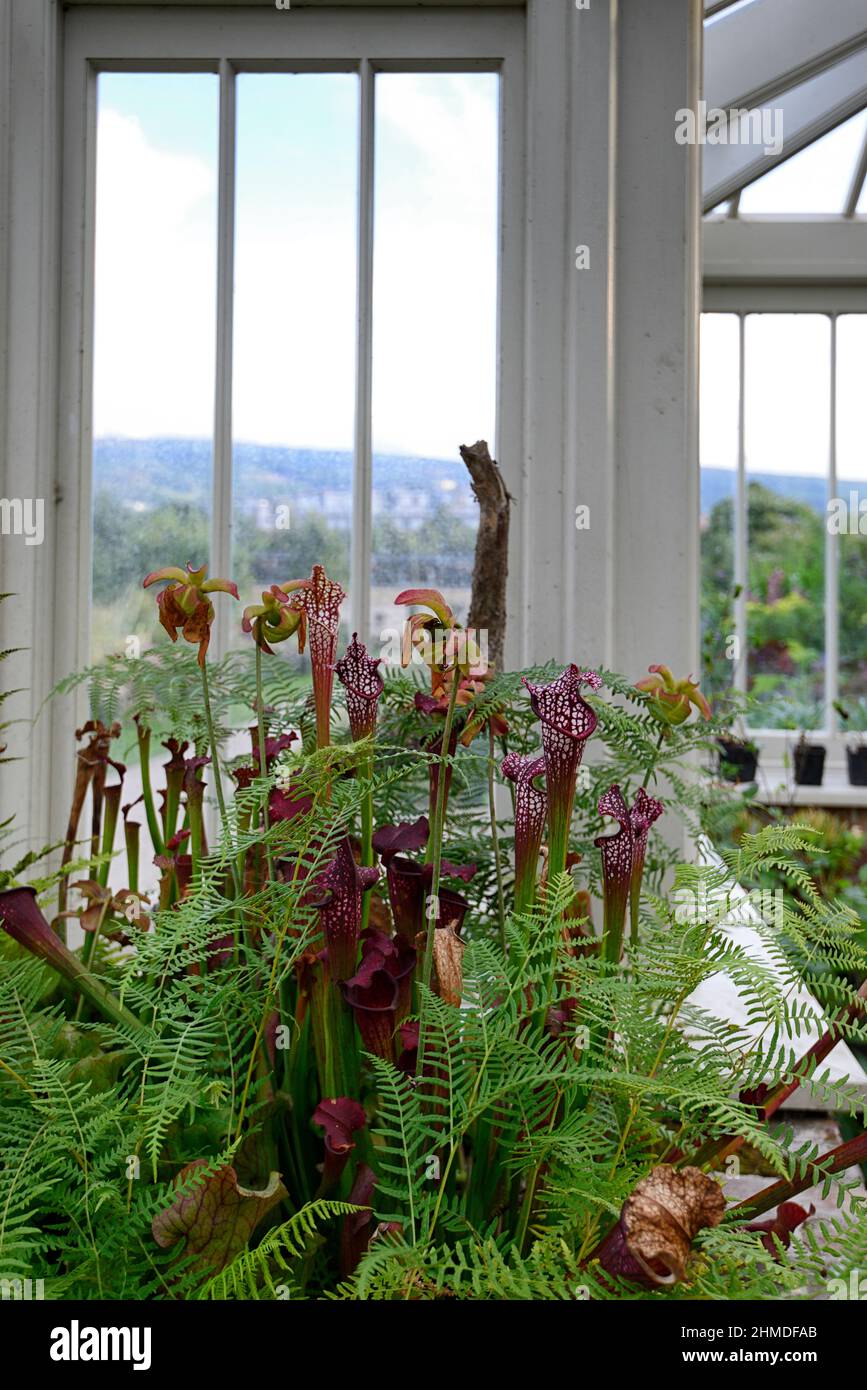 sarracenia,,pitcher plant,Pitcher plants,carnivorous plants,modified ...