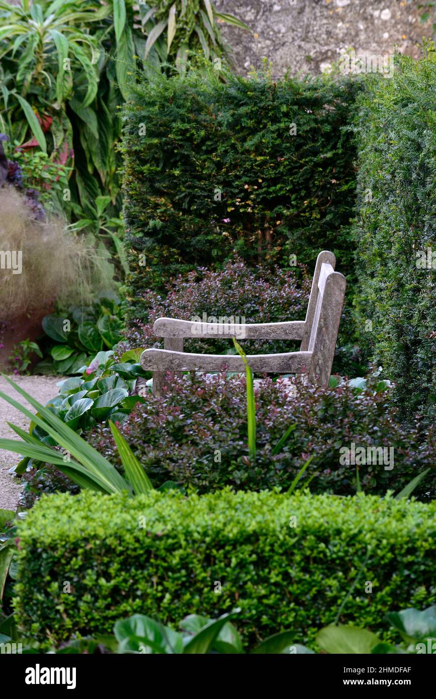 yew hedge,yew hedging,mixed hedge,mixed hedging,box hedge, box hedging ...