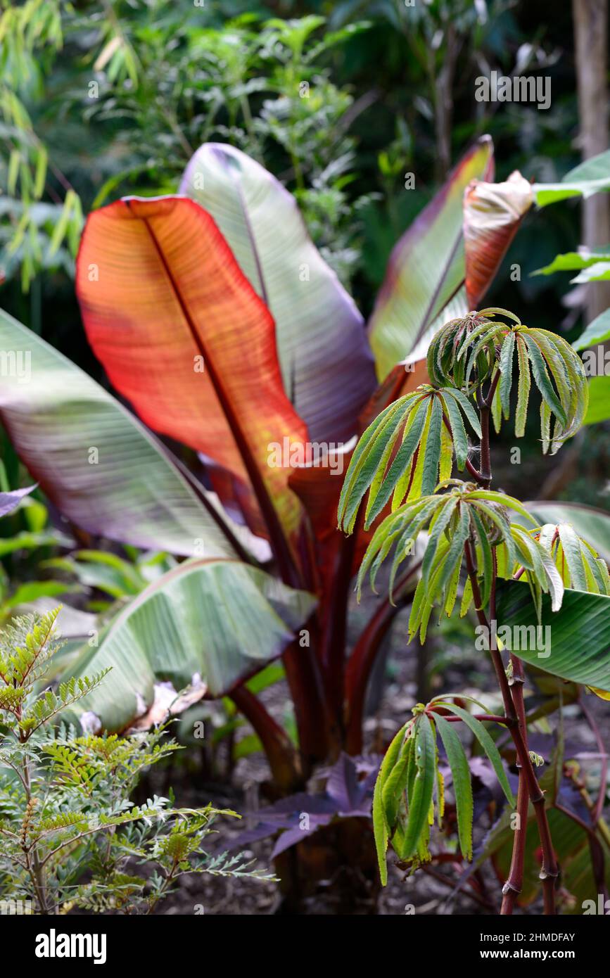 schefflera,leaves,foliage,Ensete ventricosum Maurelii,Ethiopian banana ...