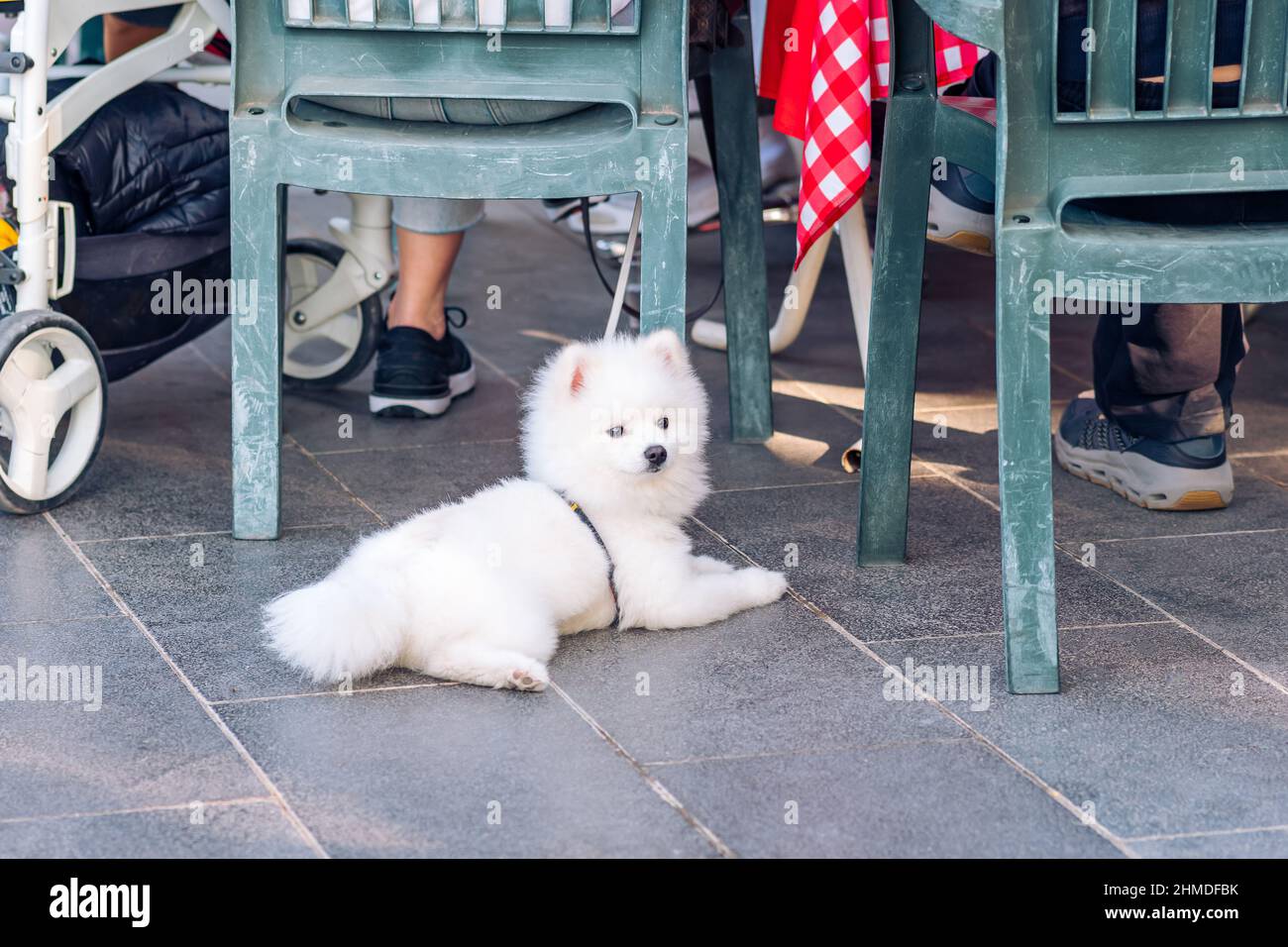 white spitz dog lies at the feet of the owners having lunch in a street ...