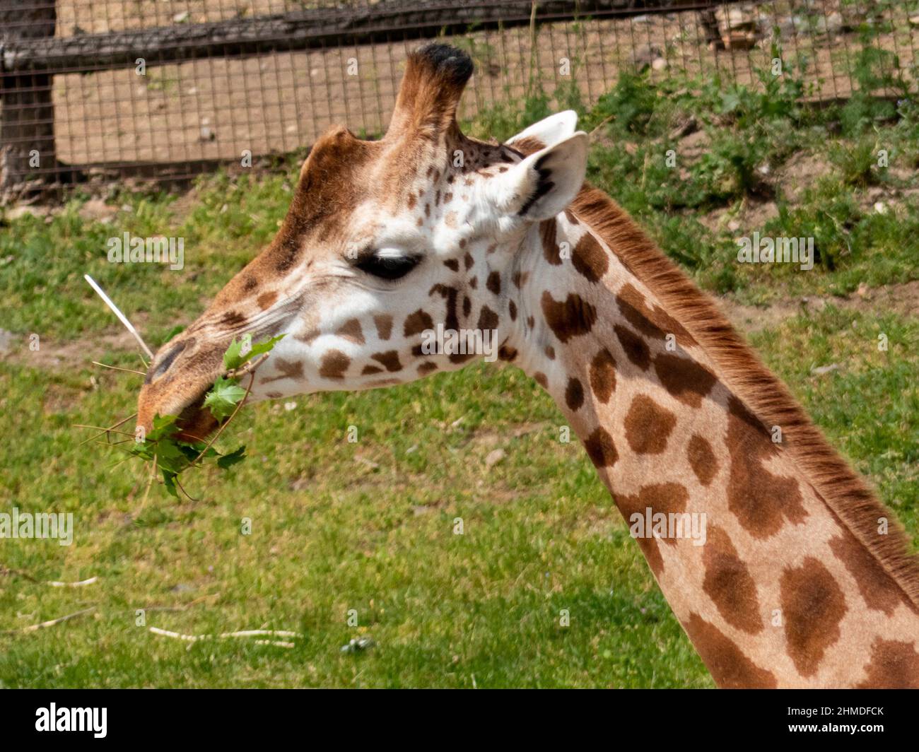Giraffe while feeding Stock Photo - Alamy