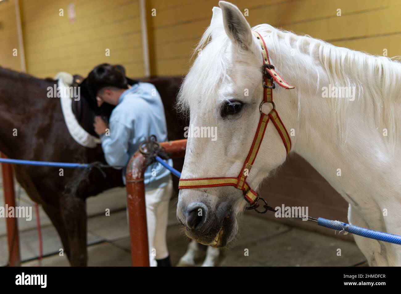 Horses in stable while jockeys prepare to mount Stock Photo - Alamy