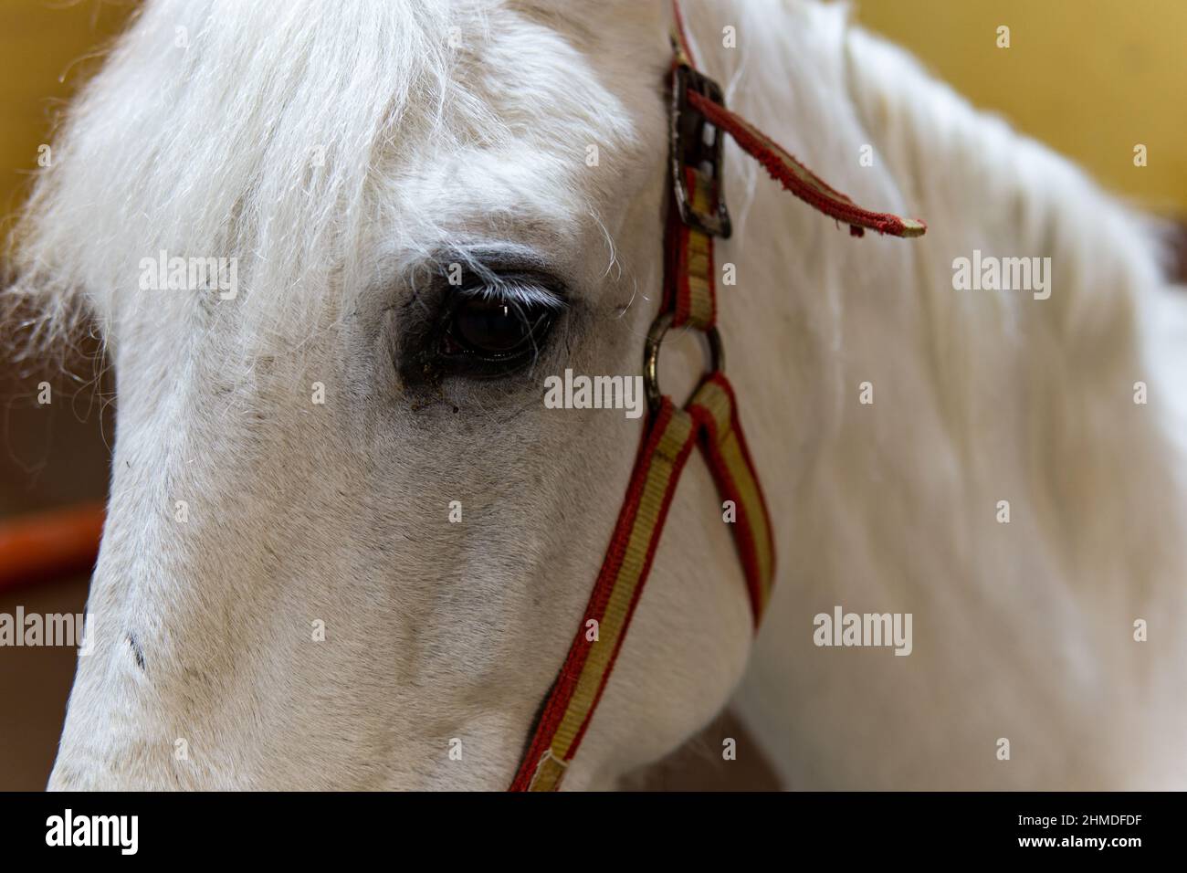 Close up white horse head in stable Stock Photo - Alamy