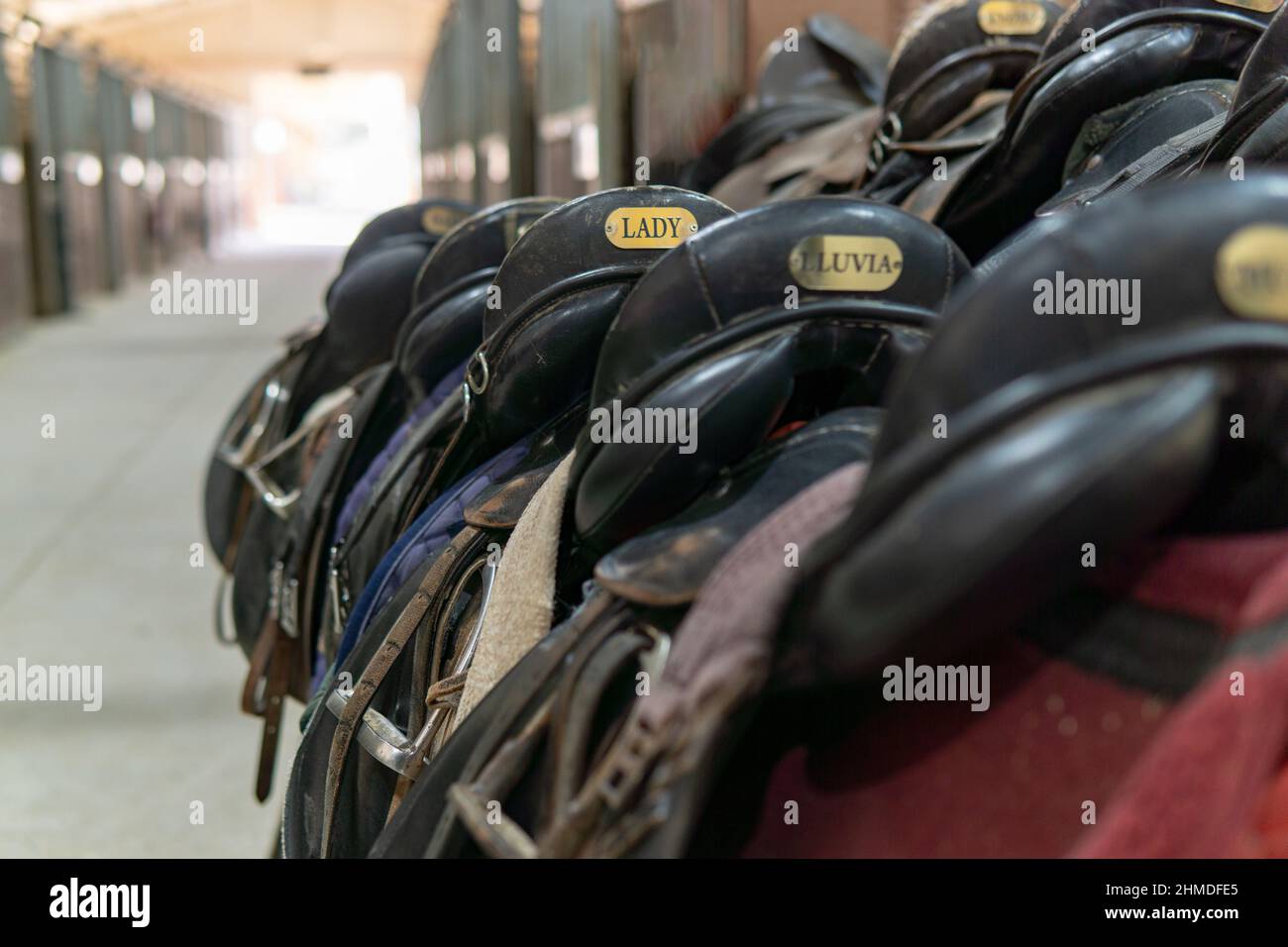 Horse saddles in the stable Stock Photo - Alamy
