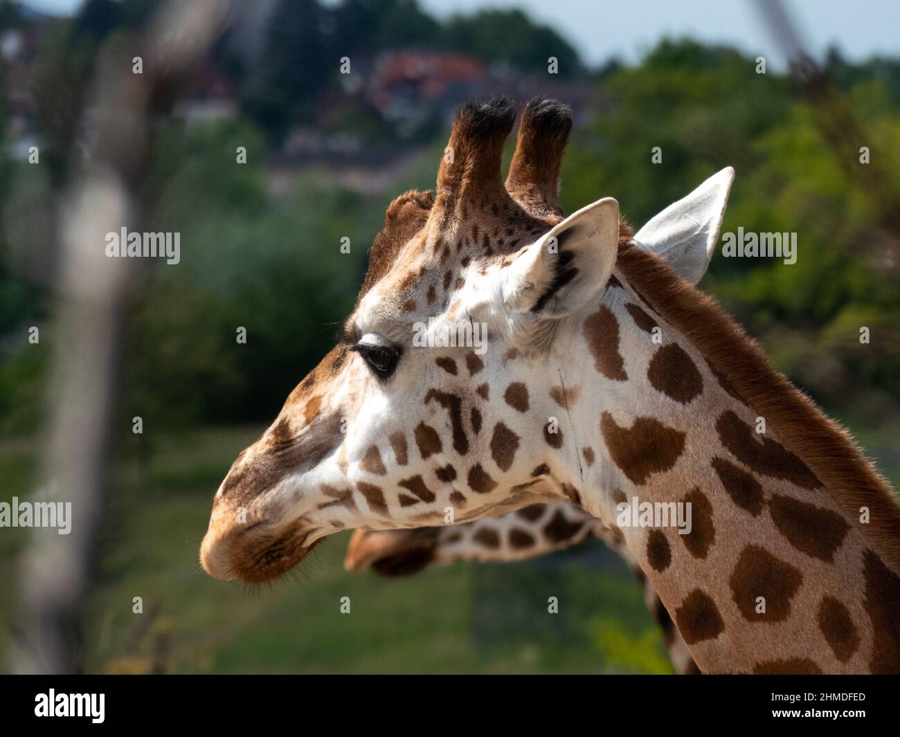 Giraffe while feeding Stock Photo - Alamy
