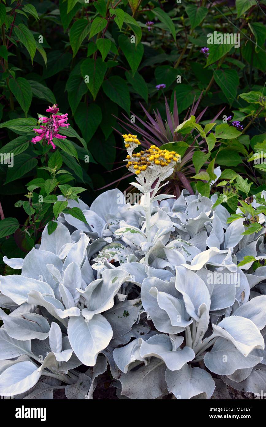 Senecio Angel Wings,silver leaves,silver foliage,attractive,yellow ...