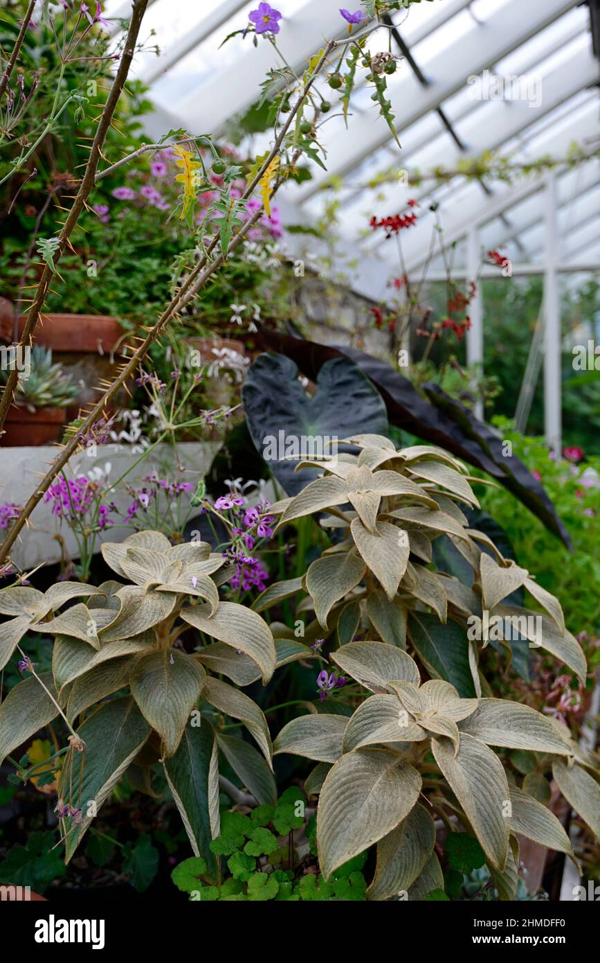Strobilanthes gossypinus,evergreen leaves,silver grey fur,furry,silver ...