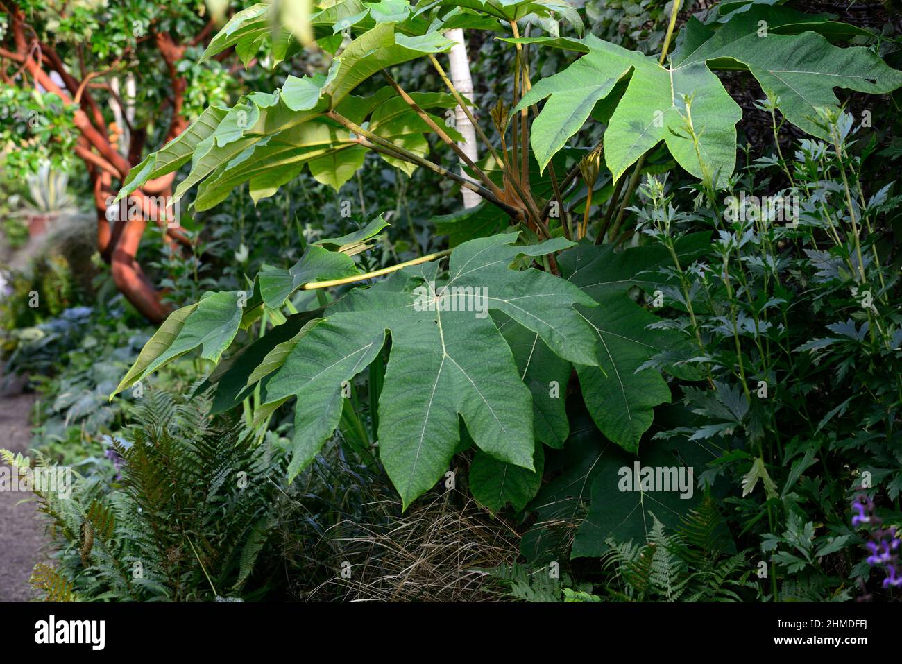 Tetrapanax rex,green foliage,leaves,plant portraits,evergreen shrubs ...