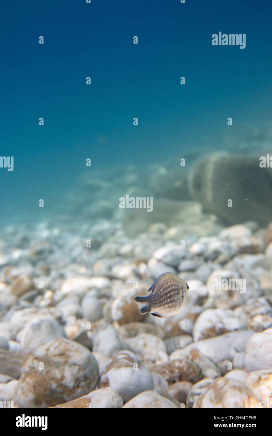 Fish in sea with pebbles bottom Stock Photo - Alamy