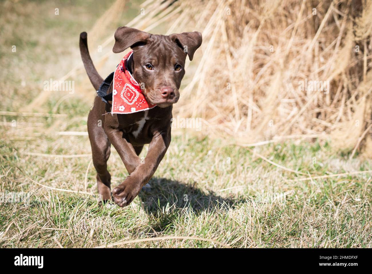 Playful Chocolate Labrador Puppy Stock Photo - Alamy
